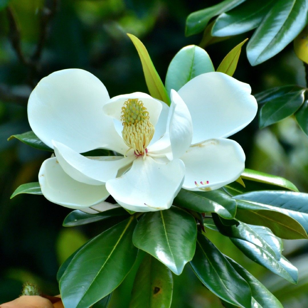 Southern magnolia (Magnolia grandiflora)