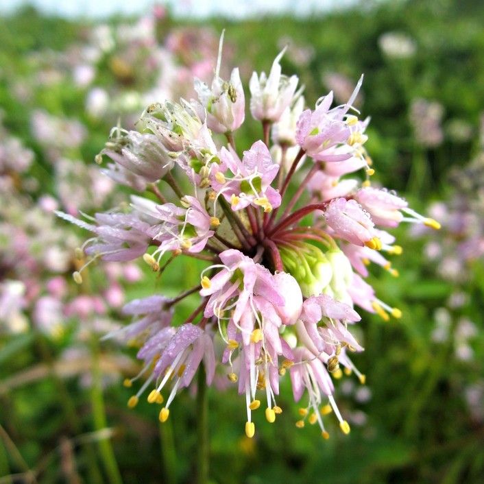 Wild garlic (Allium canadense)