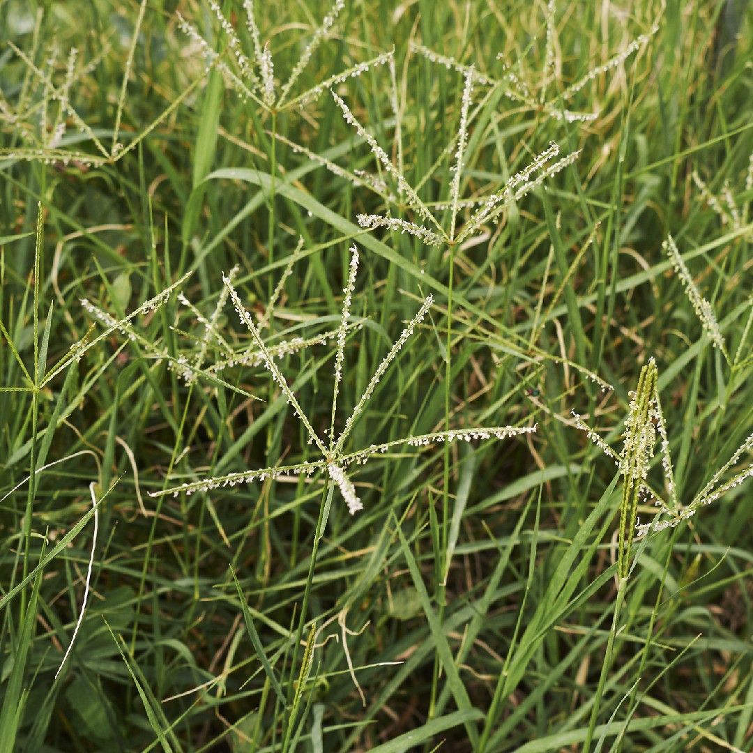 Bermuda grass (Cynodon dactylon)