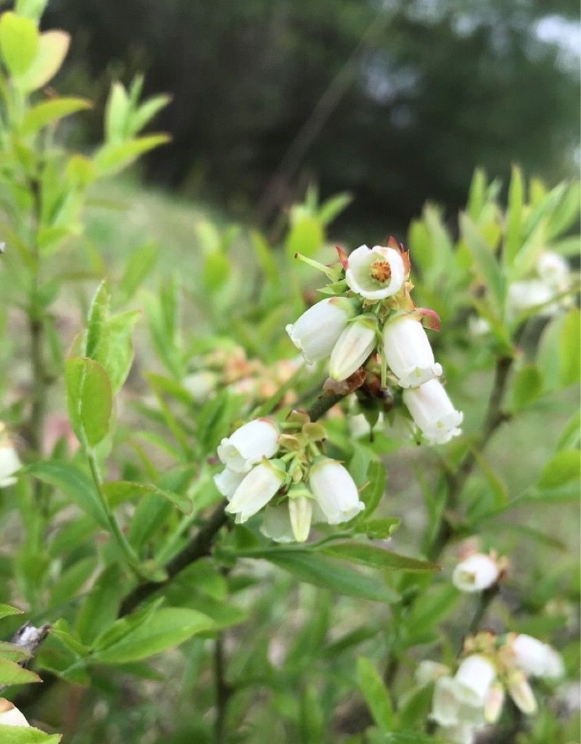 Hillside Blueberry (Vaccinium pallidum)