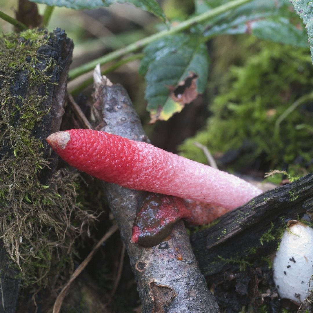 Stinkhorn mushrooms (Phallaceae)