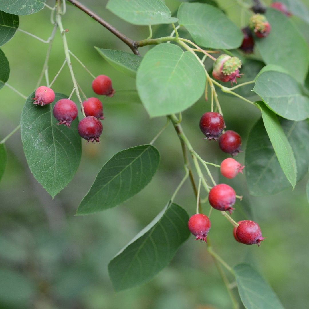 Canadian serviceberry (Amelanchier canadensis)