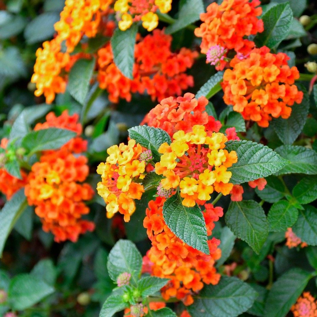 Lantana (Lantana camara)