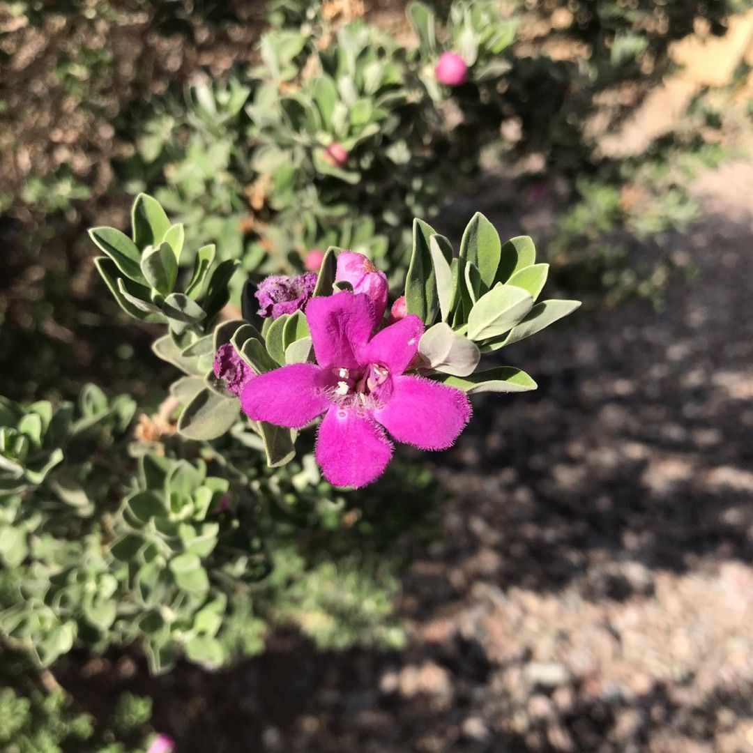 Texas ranger (Leucophyllum frutescens)