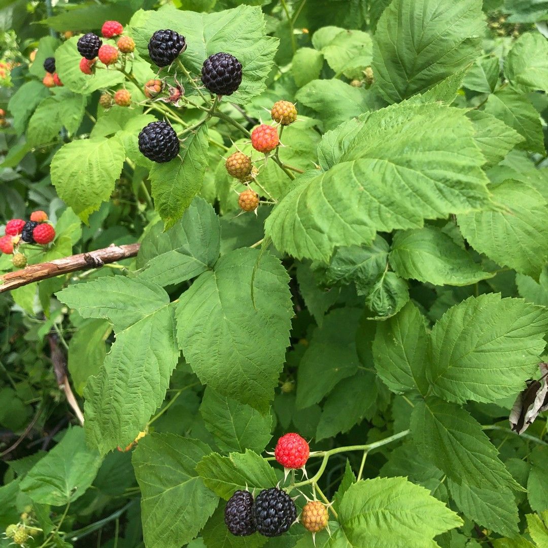 Black raspberry (Rubus occidentalis)