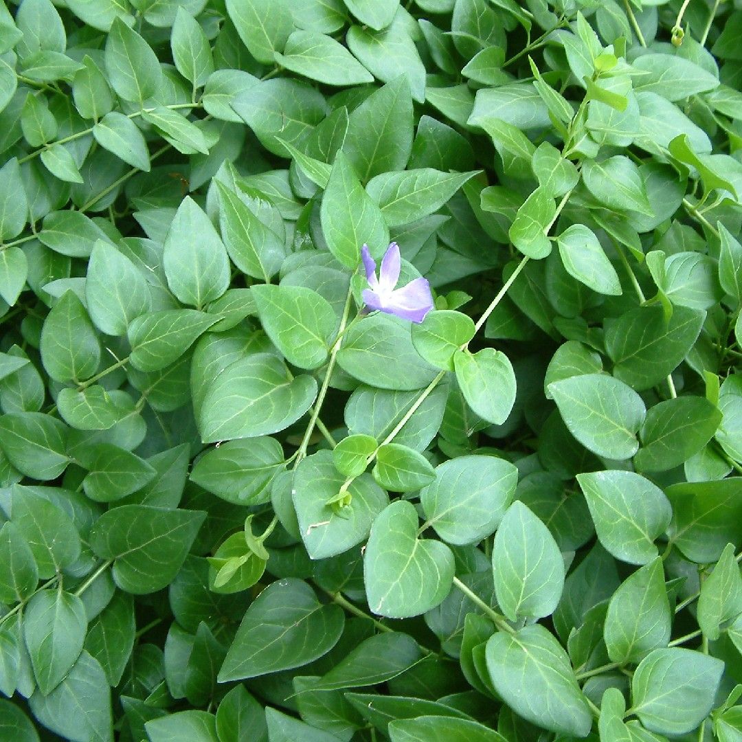 Bigleaf periwinkle (Vinca major)
