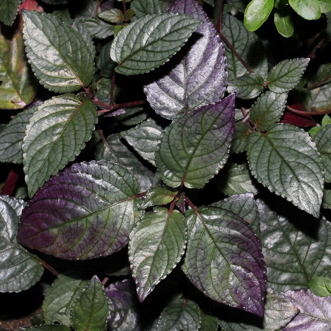 Purple waffle plant (Strobilanthes alternata)
