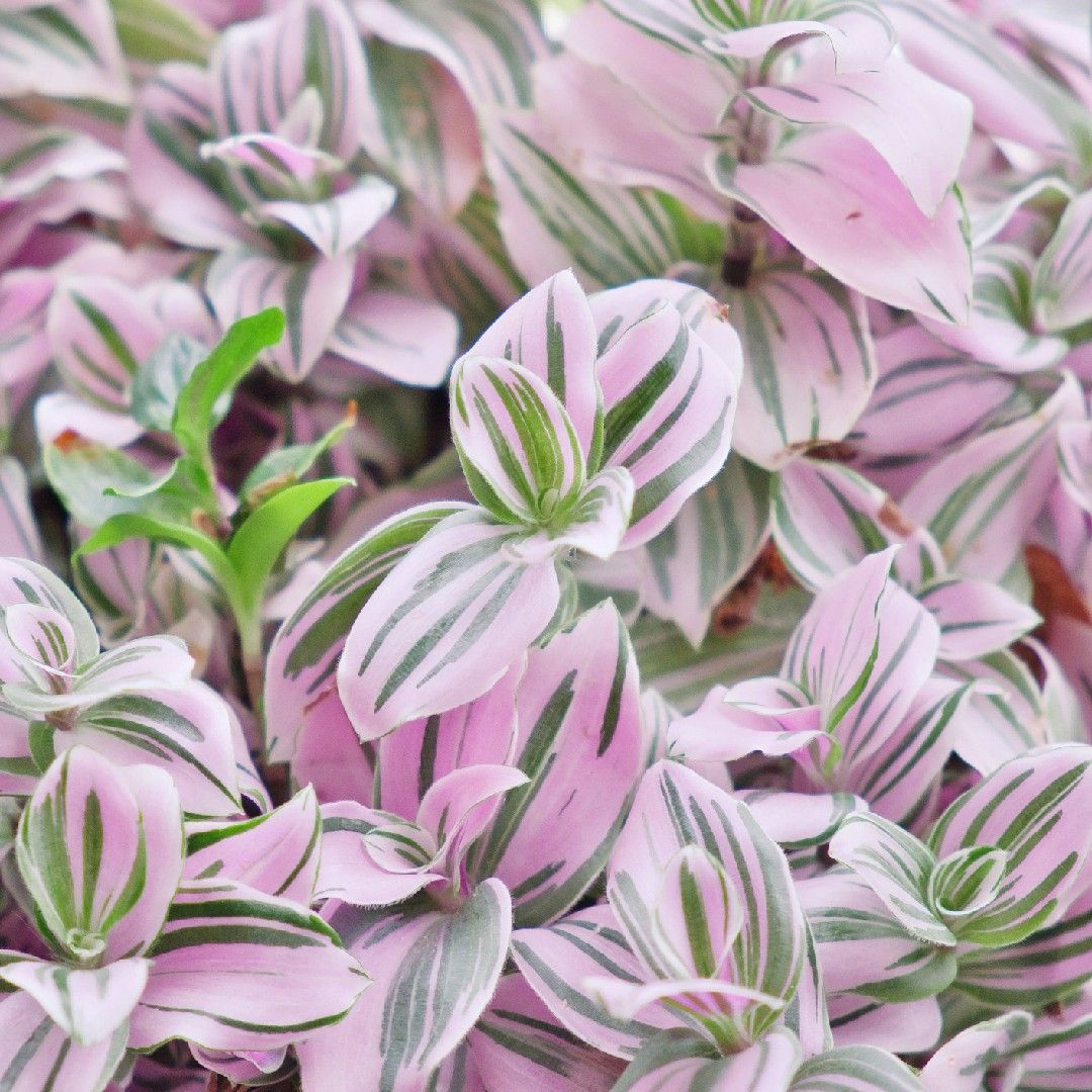 Tradescantia Nanouk (Tradescantia cerinthoides 'Nanouk')