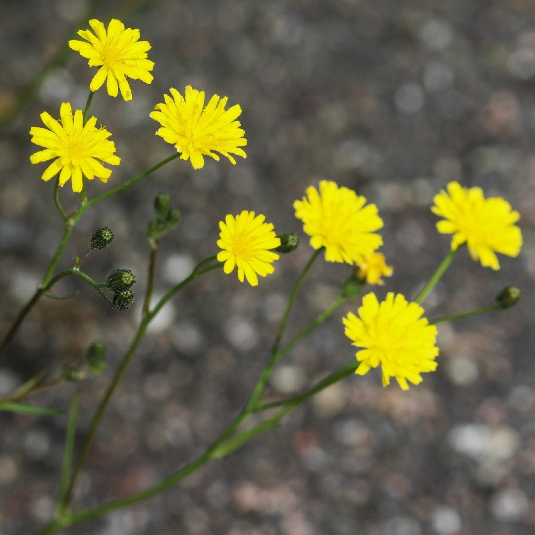 Smooth hawksbeard (Crepis capillaris)