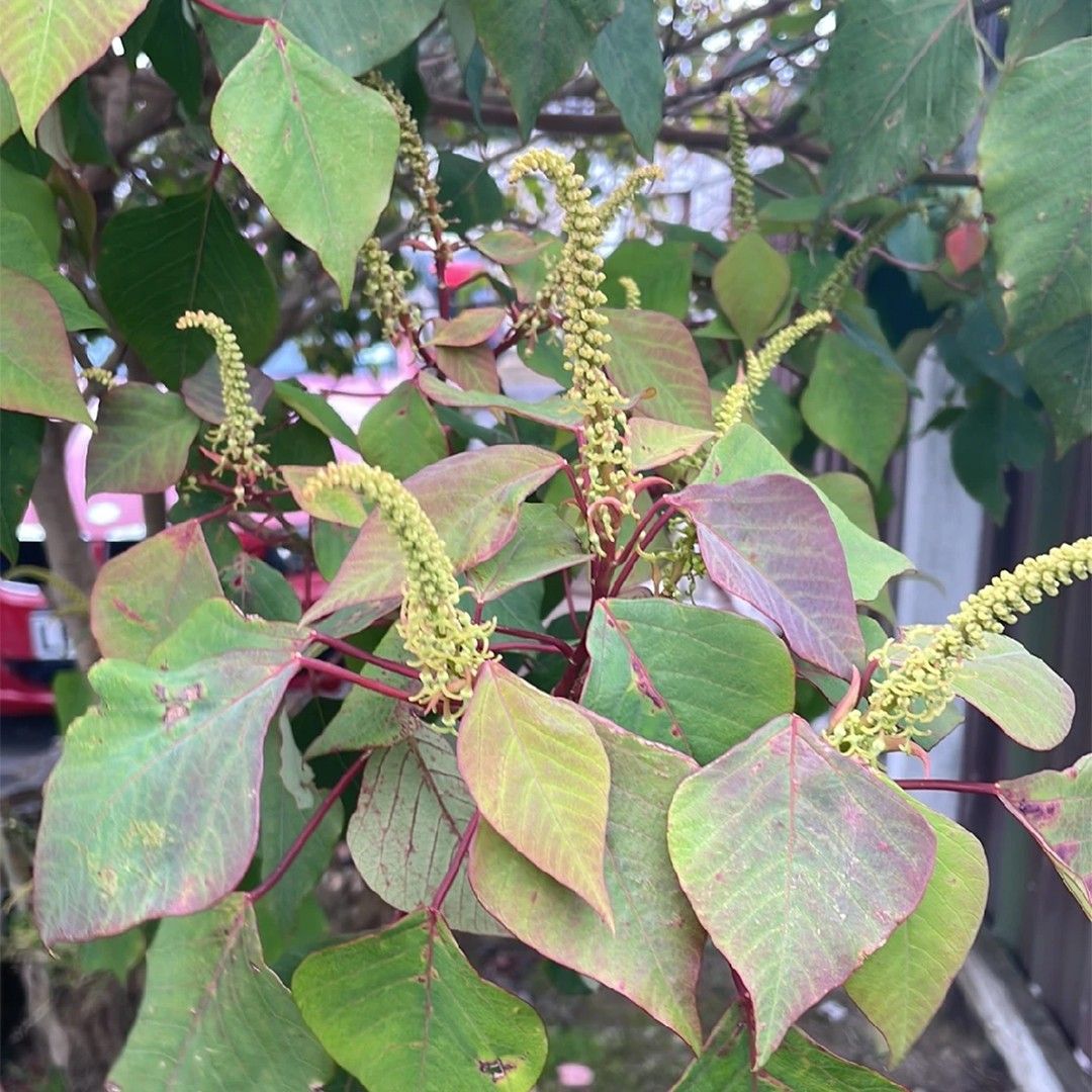 Bleeding heart tree (Homalanthus populifolius)