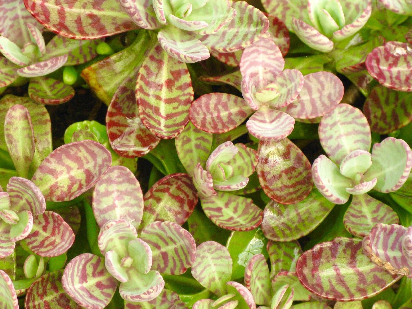 Kalanchoe (Kalanchoe humilis)